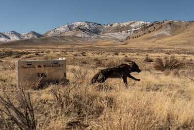 $2 million secured for wolf-livestock program | The Plumas Sun
